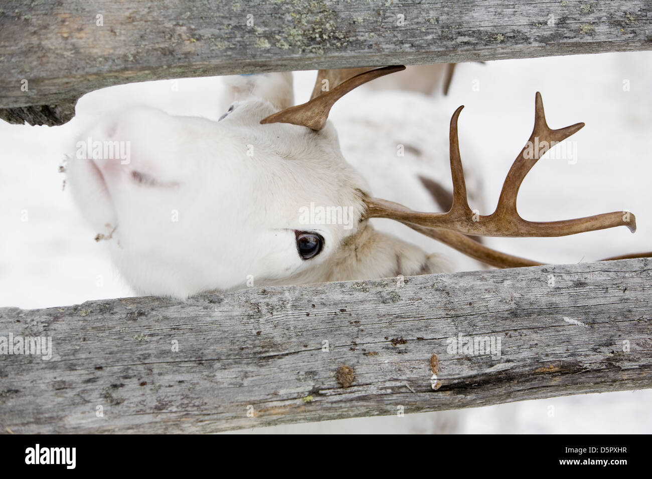 Lapland animal hi-res stock photography and images - Alamy