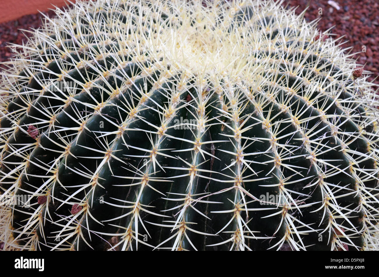 Needles sharp hi-res stock photography and images - Alamy