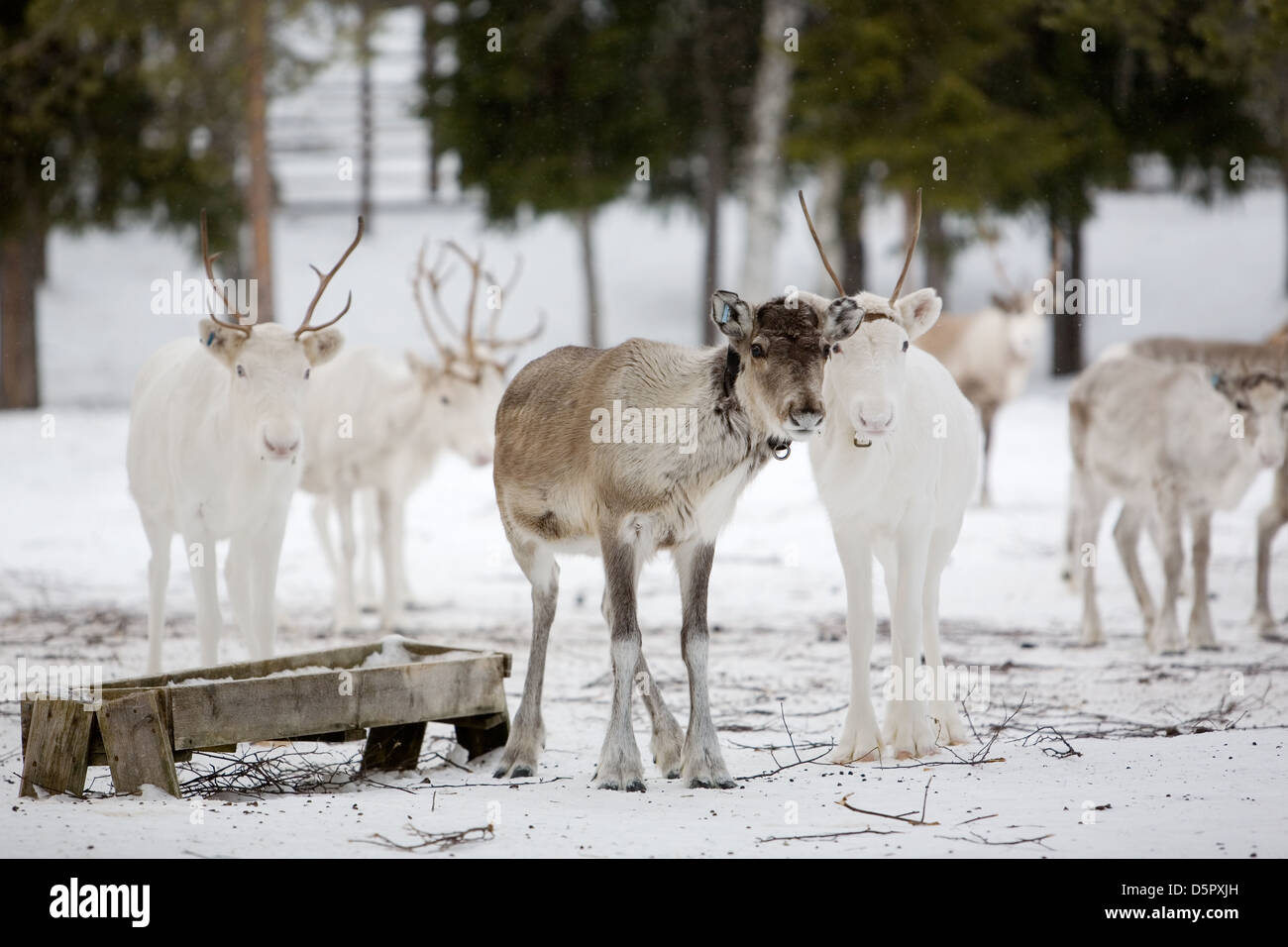 Lapland animal hi-res stock photography and images - Alamy