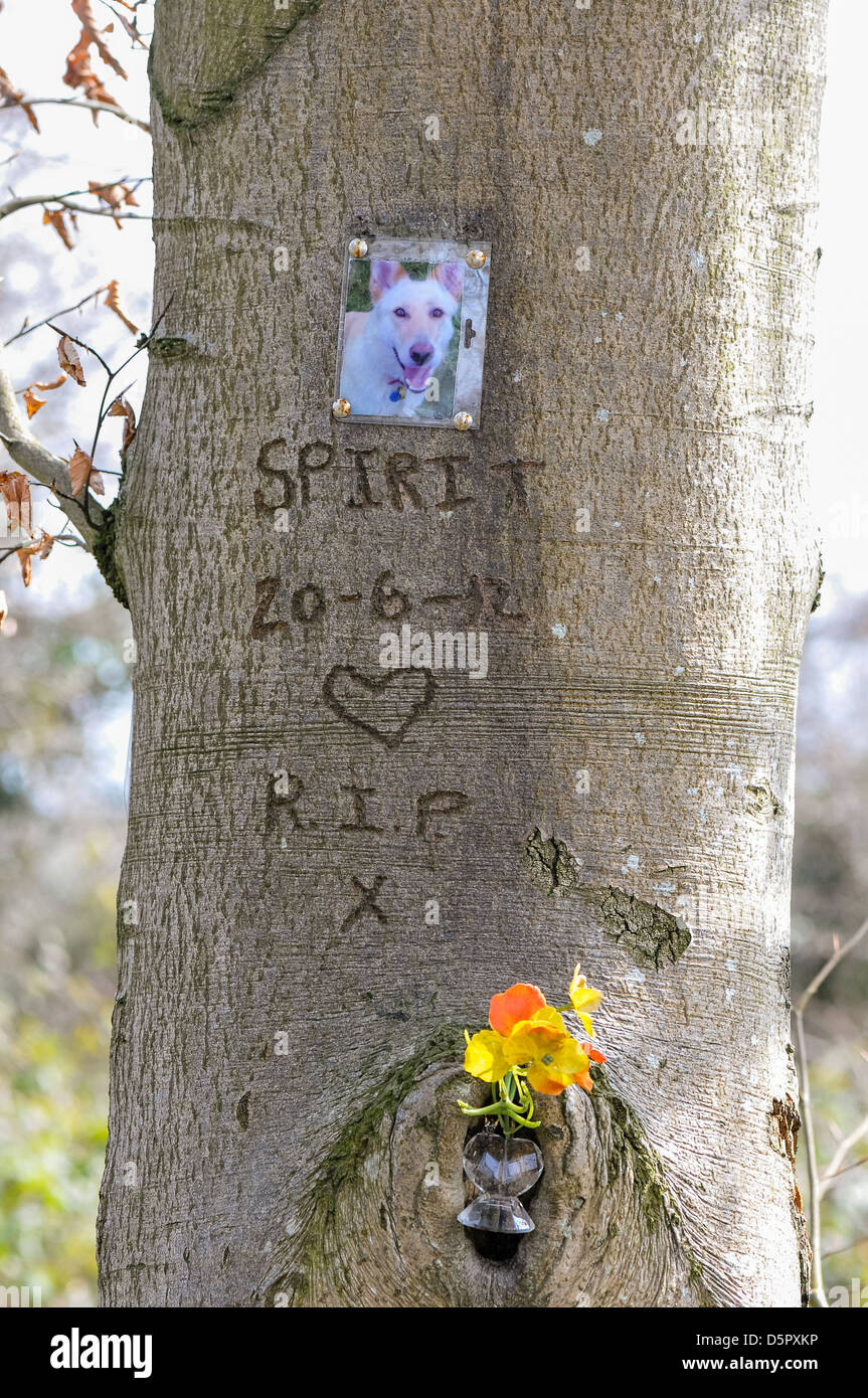 Photograph of a dog with its name carved into a tree after it died ...