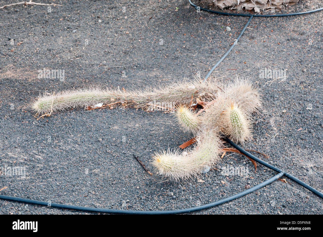 Long cactus that looks like a worm in the garden Stock Photo - Alamy