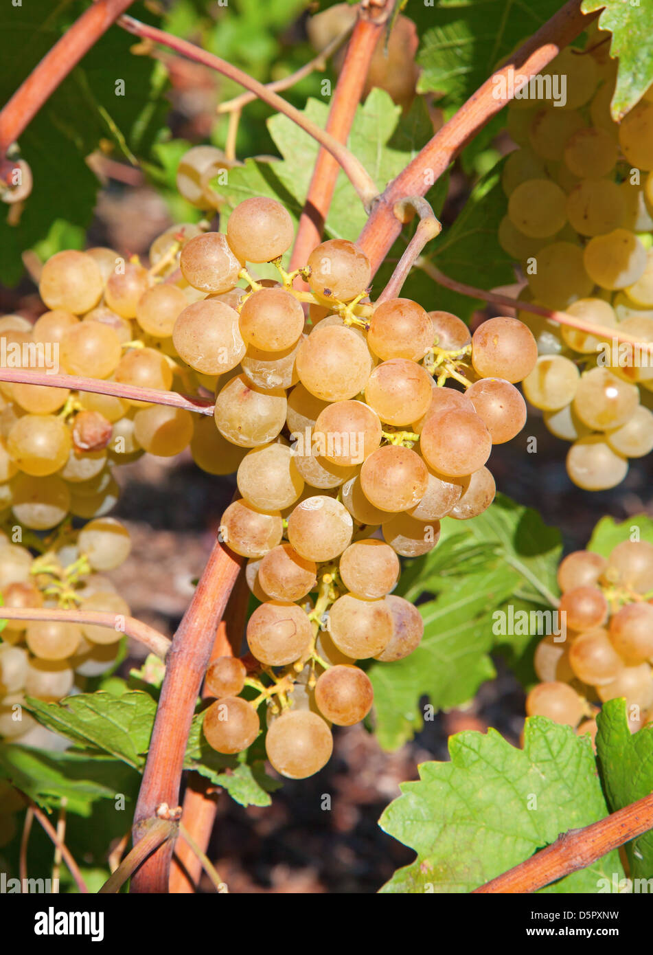 Ripe yellow grapes in the vineyard Stock Photo - Alamy