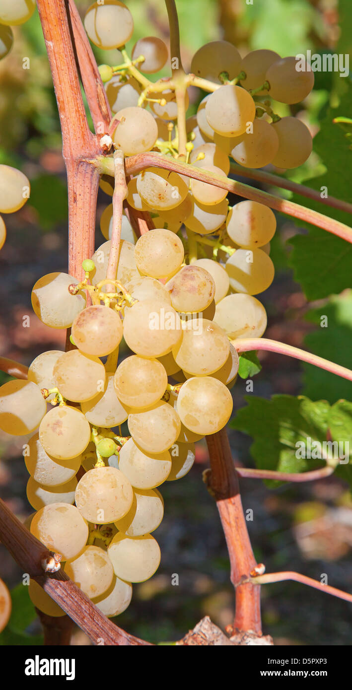 Ripe yellow grapes in the vineyard Stock Photo - Alamy