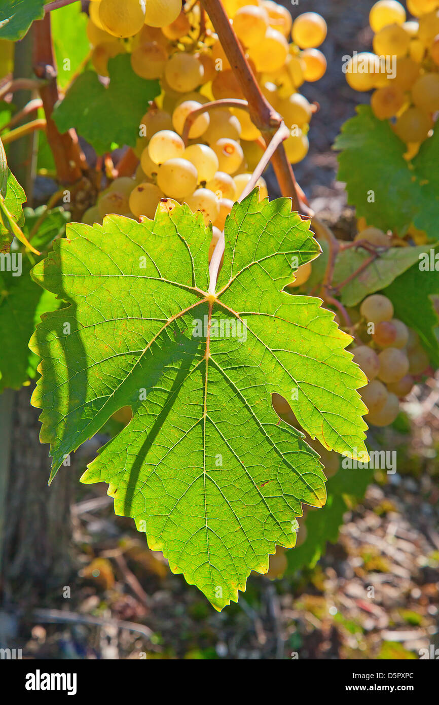 Ripe yellow grapes in the vineyard Stock Photo - Alamy