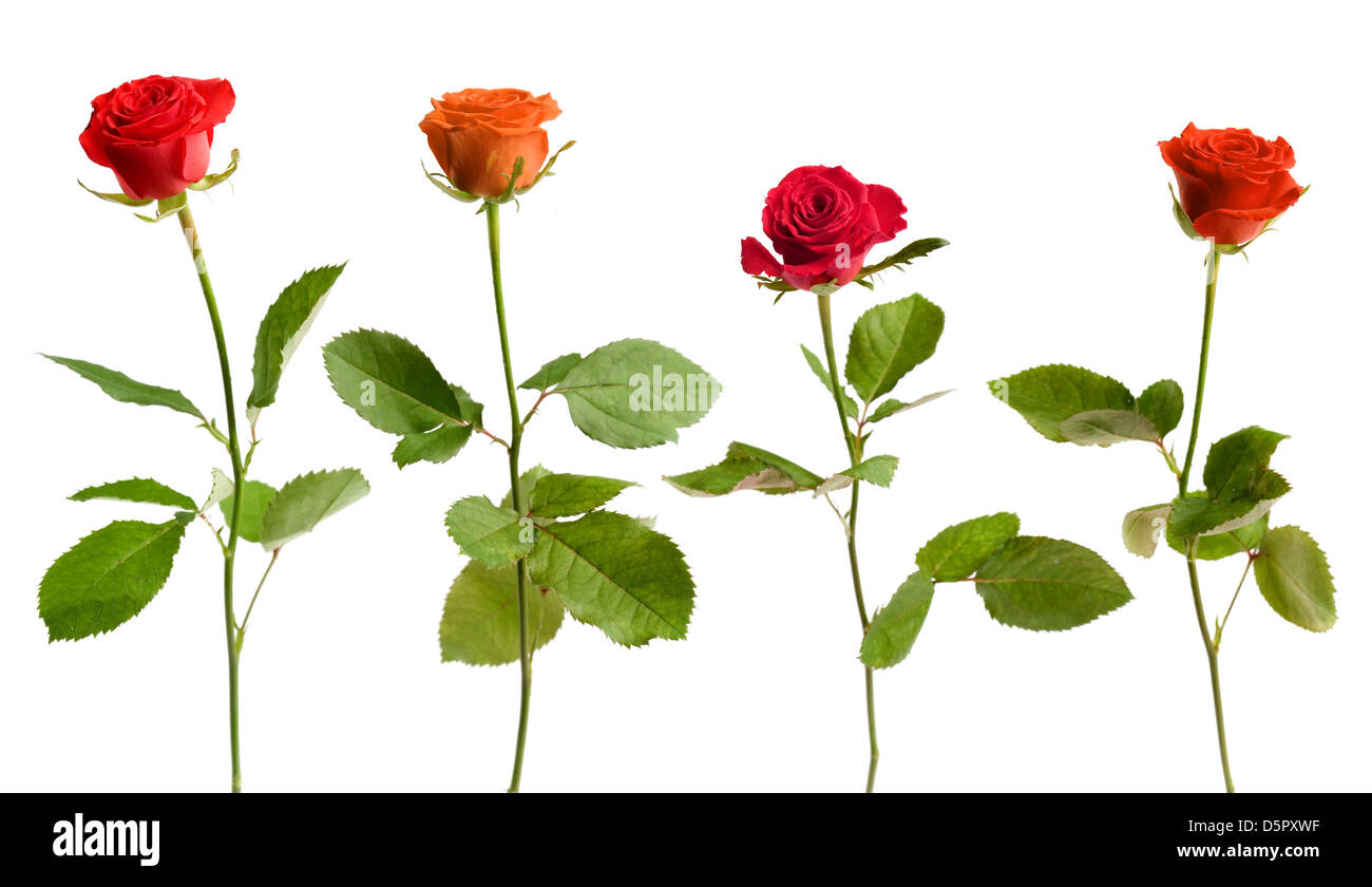 Four colorful roses on white isolated background Stock Photo - Alamy