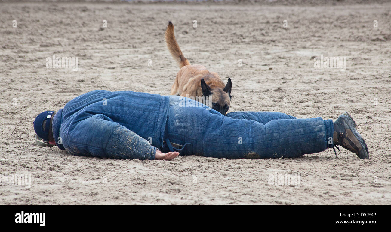 Police dog attacking suspected crime at training Stock Photo - Alamy