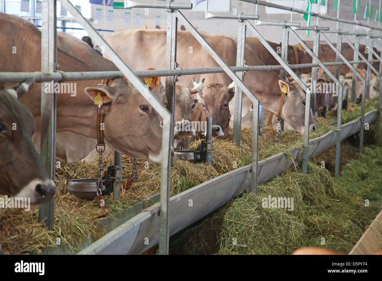 Best swiss cows presented on a yearly exhibition Stock Photo - Alamy