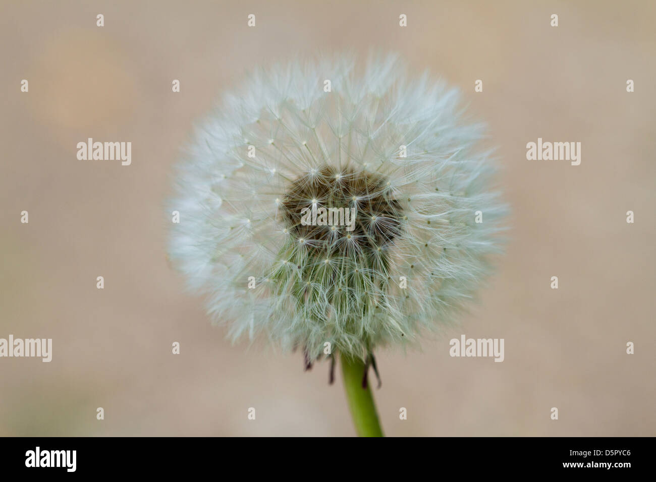 Taraxacum seed hi-res stock photography and images - Alamy