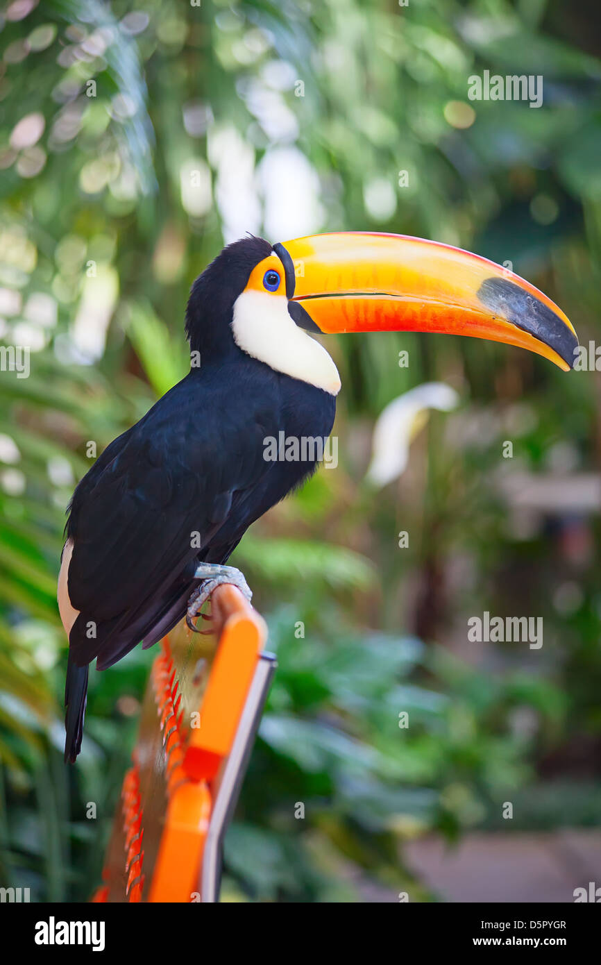 Colorful tucan in the aviary Stock Photo - Alamy