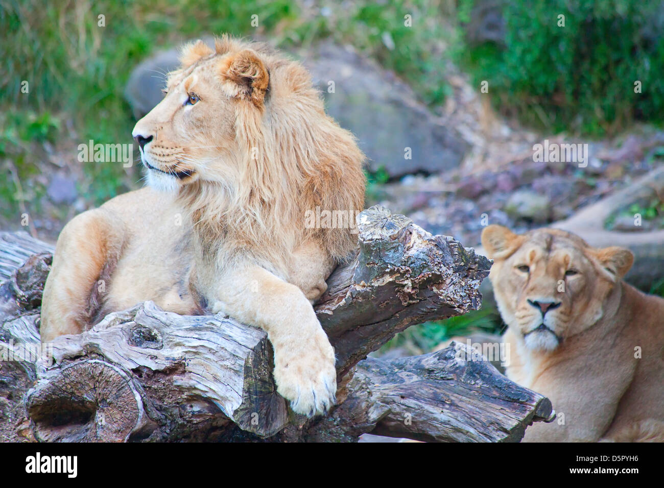 Two little lions born hi-res stock photography and images - Alamy