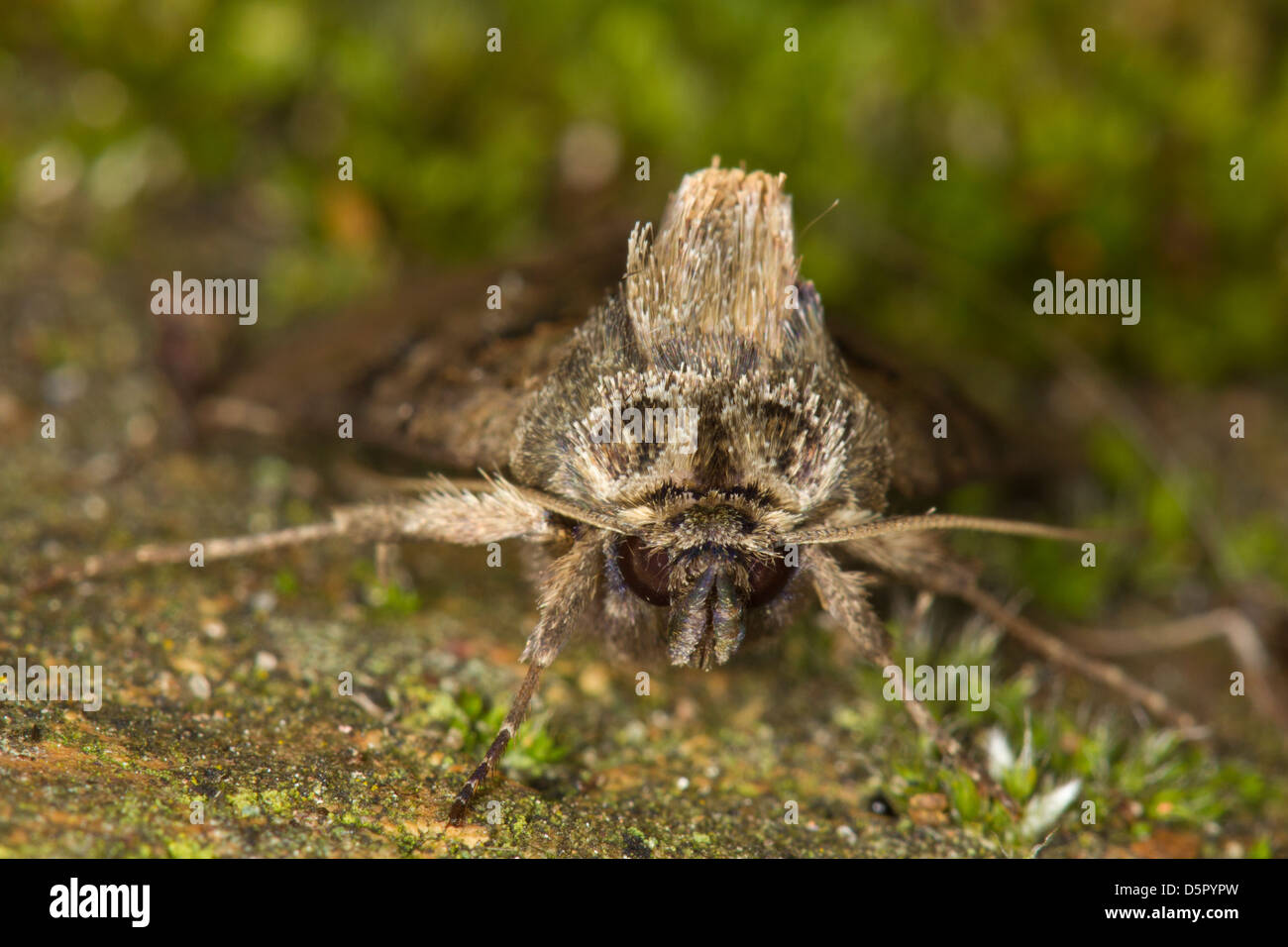 Spectacle moth hi-res stock photography and images - Alamy