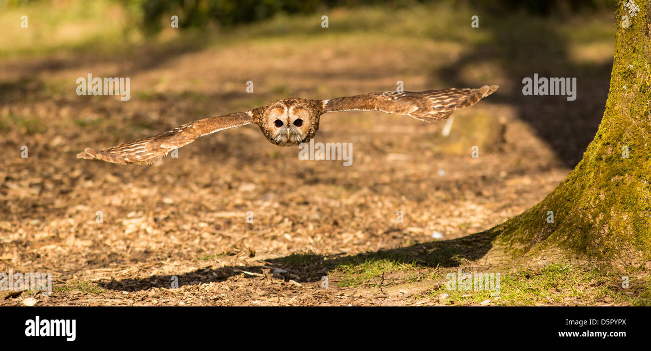 Tawny Owl in Flight Stock Photo - Alamy