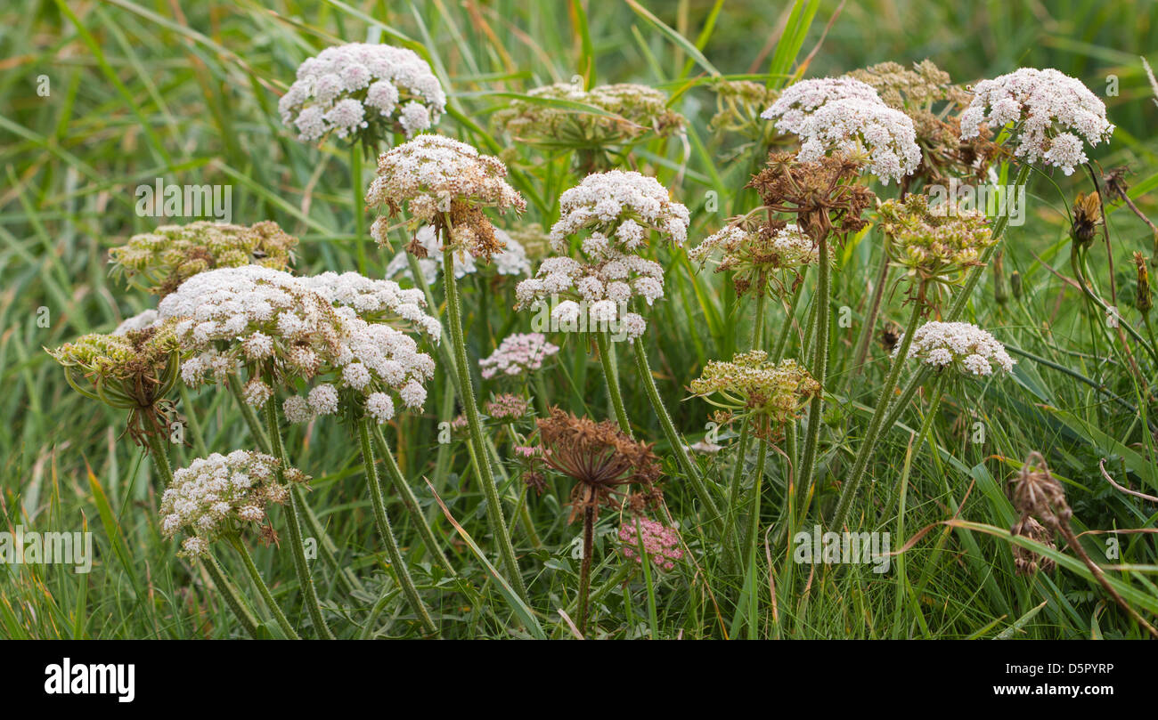 Sea Carrot (Daucus carota) flowers Stock Photo - Alamy