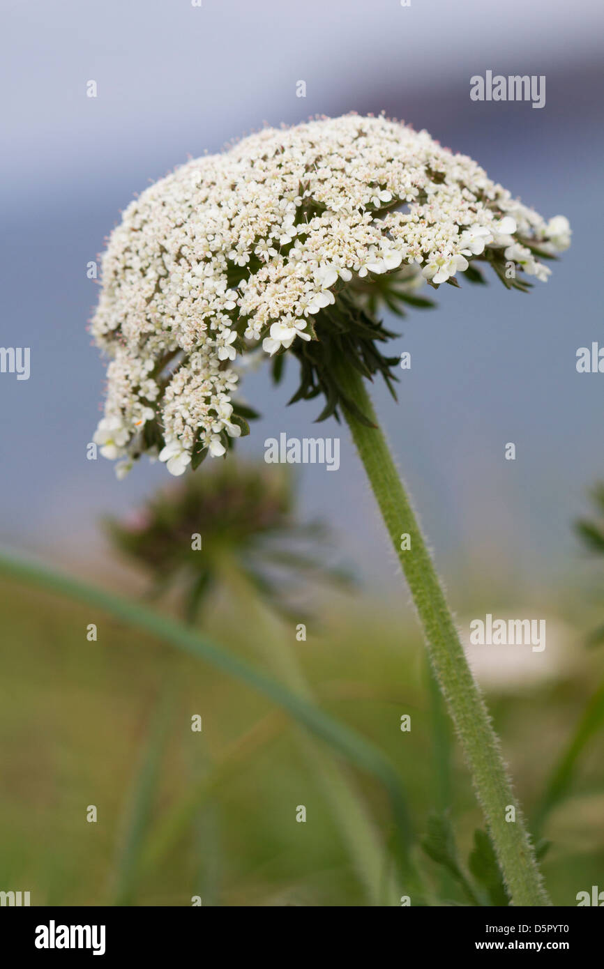 Sea Carrot (Daucus carota) flowers Stock Photo - Alamy
