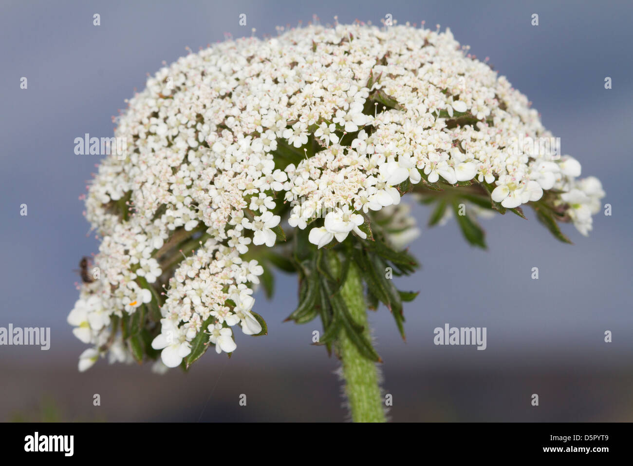 Sea Carrot (Daucus carota) flowers Stock Photo - Alamy