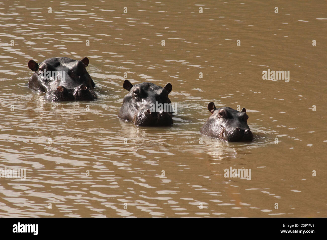 Hippo family hi-res stock photography and images - Alamy