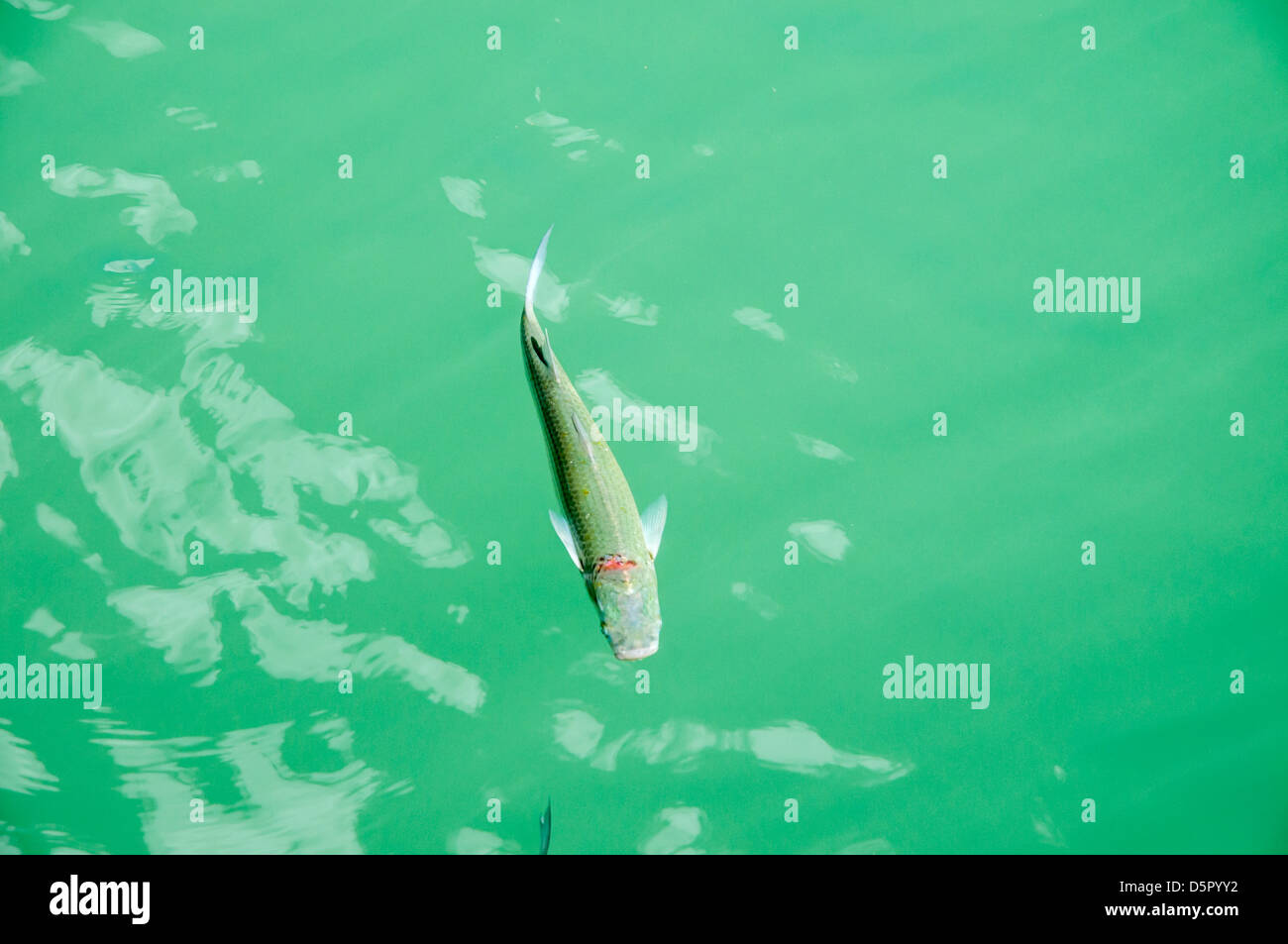 fish swimming at a beach in Lanzarote where the water is crystal clear ...
