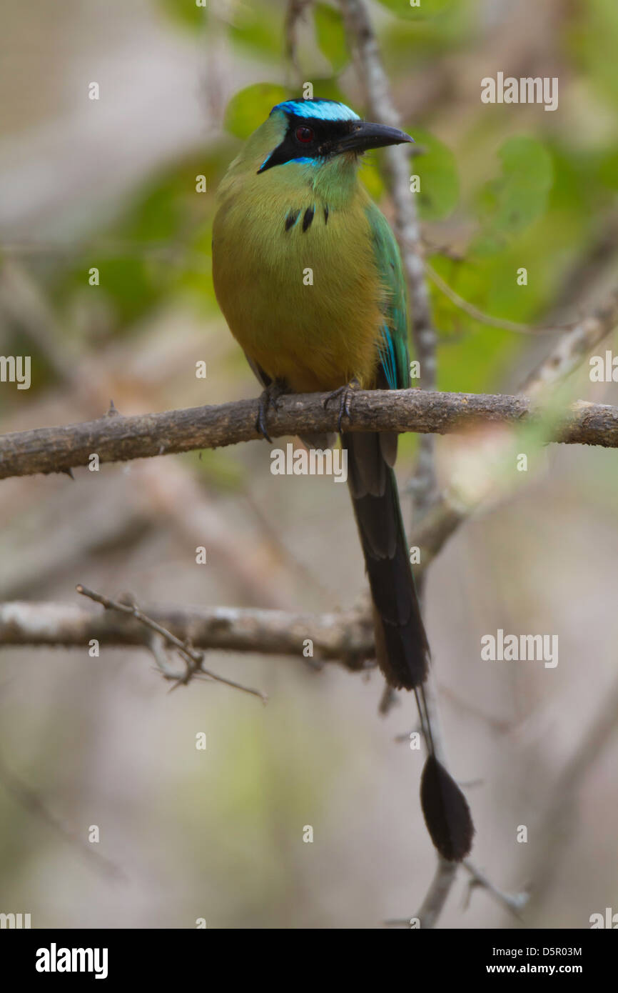 Blue-crowned Motmot (Momotus momota Stock Photo - Alamy
