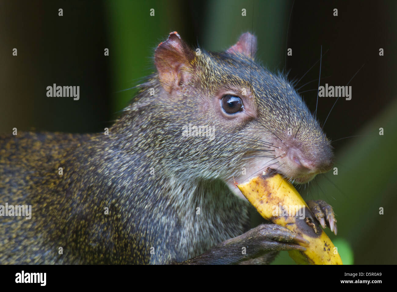 Brown Agouti (Dasyprocta punctata) eating a banana Stock Photo - Alamy