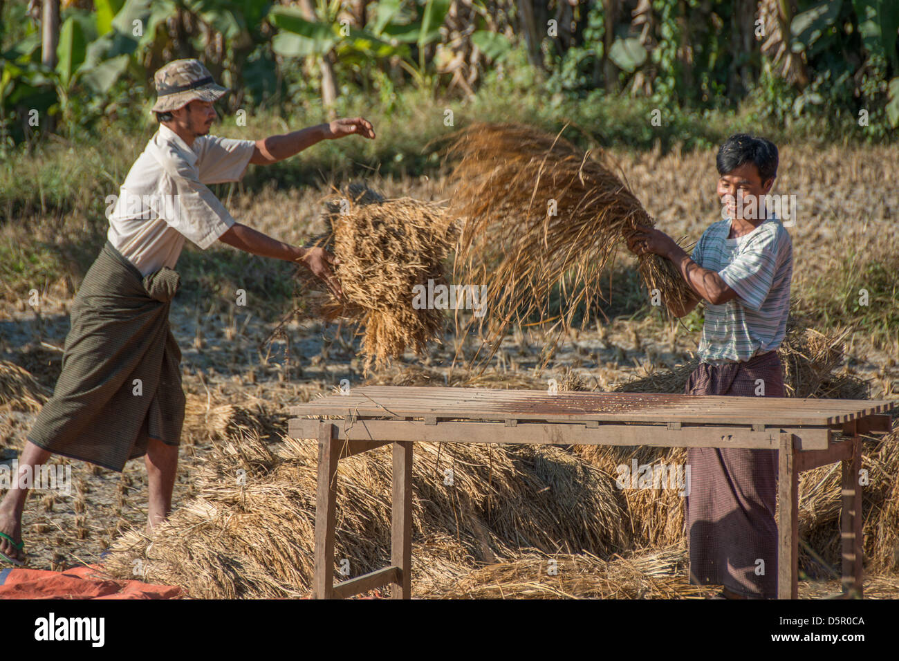 Two men threshing rice stalks after harvest Stock Photo - Alamy