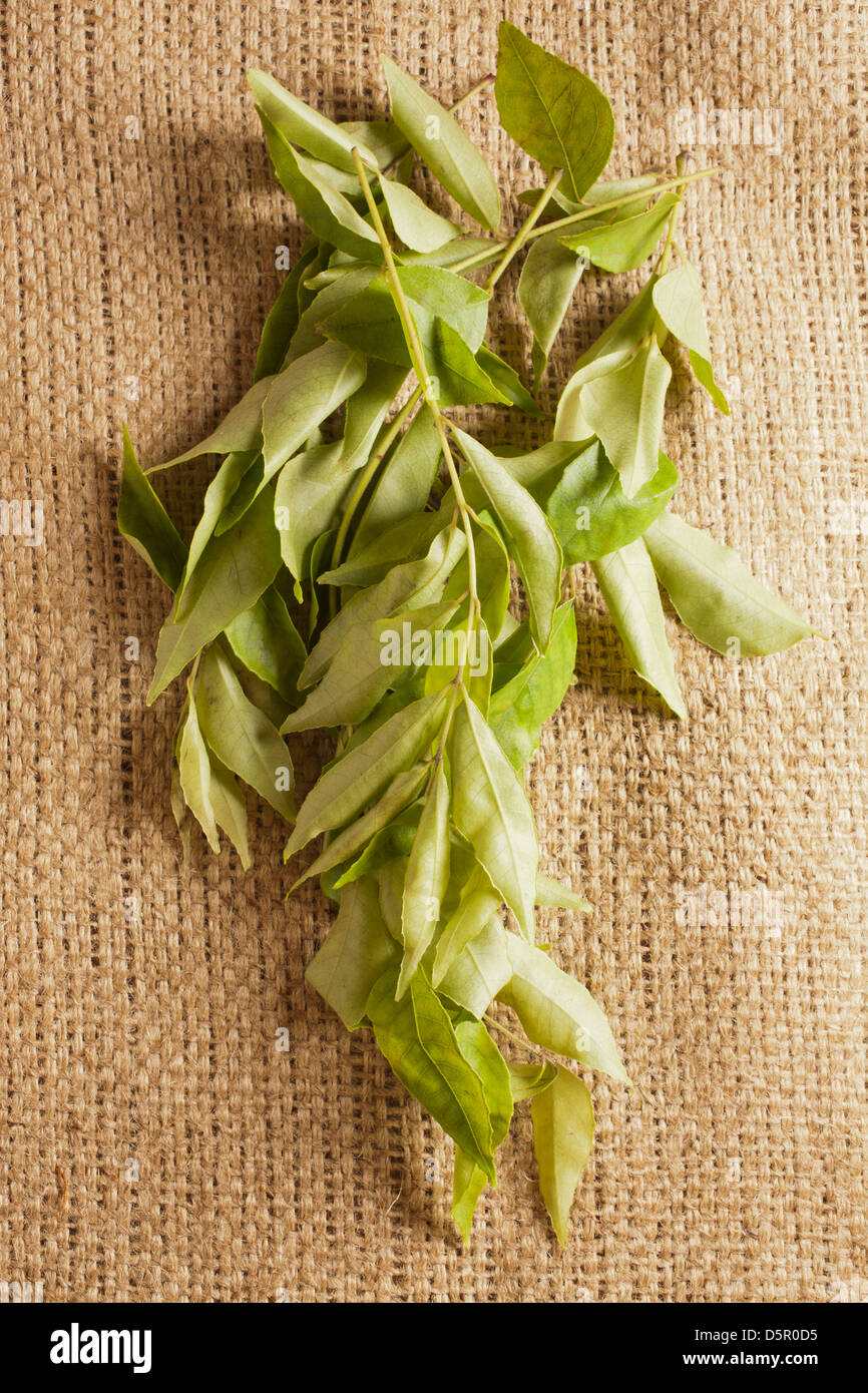Fresh curry leaves hi-res stock photography and images - Alamy