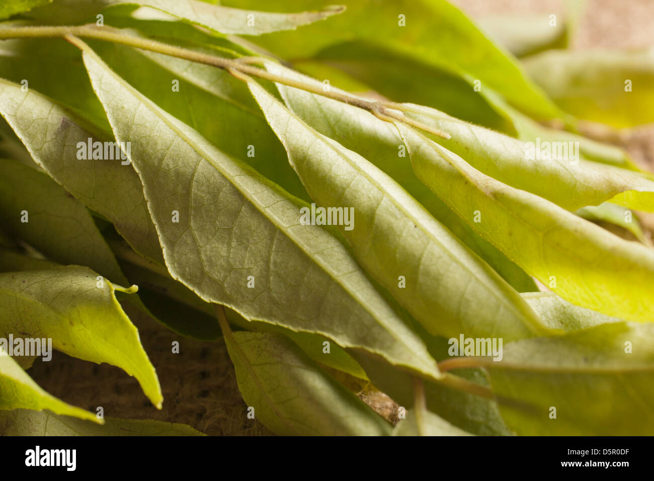 Curry leaf stem hi-res stock photography and images - Alamy