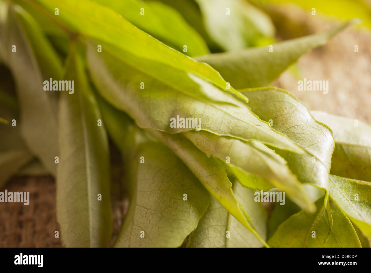 Curry leaf stem hi-res stock photography and images - Alamy