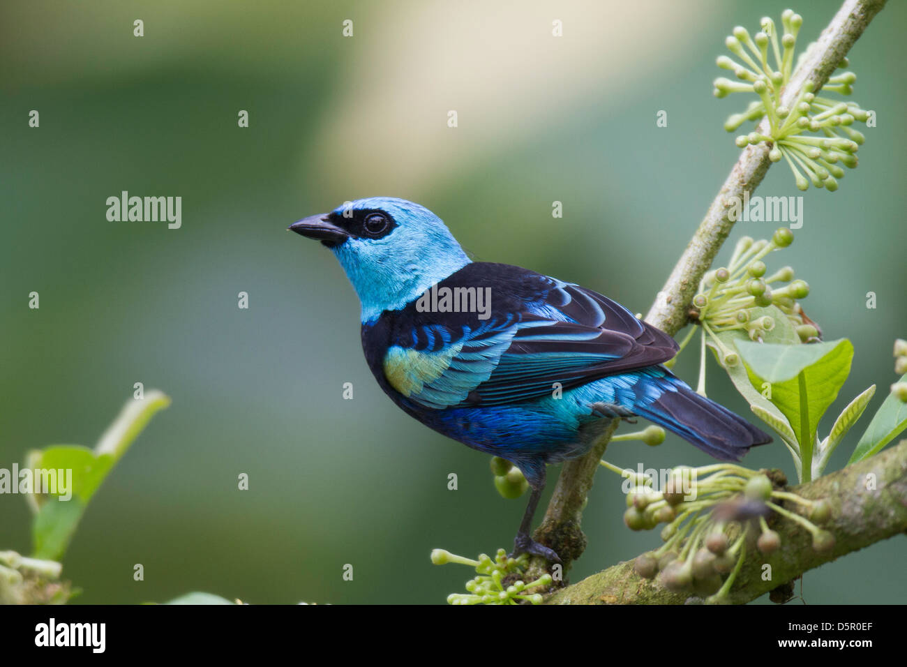 Blue tanager hi-res stock photography and images - Alamy