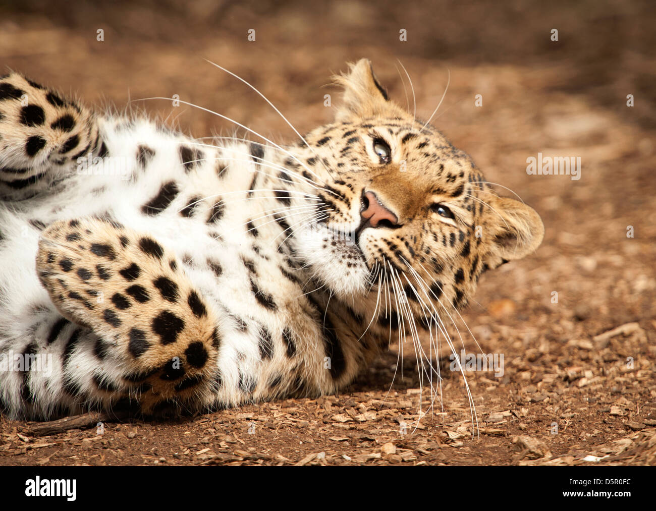 Leopard Rolling High Resolution Stock Photography and Images - Alamy