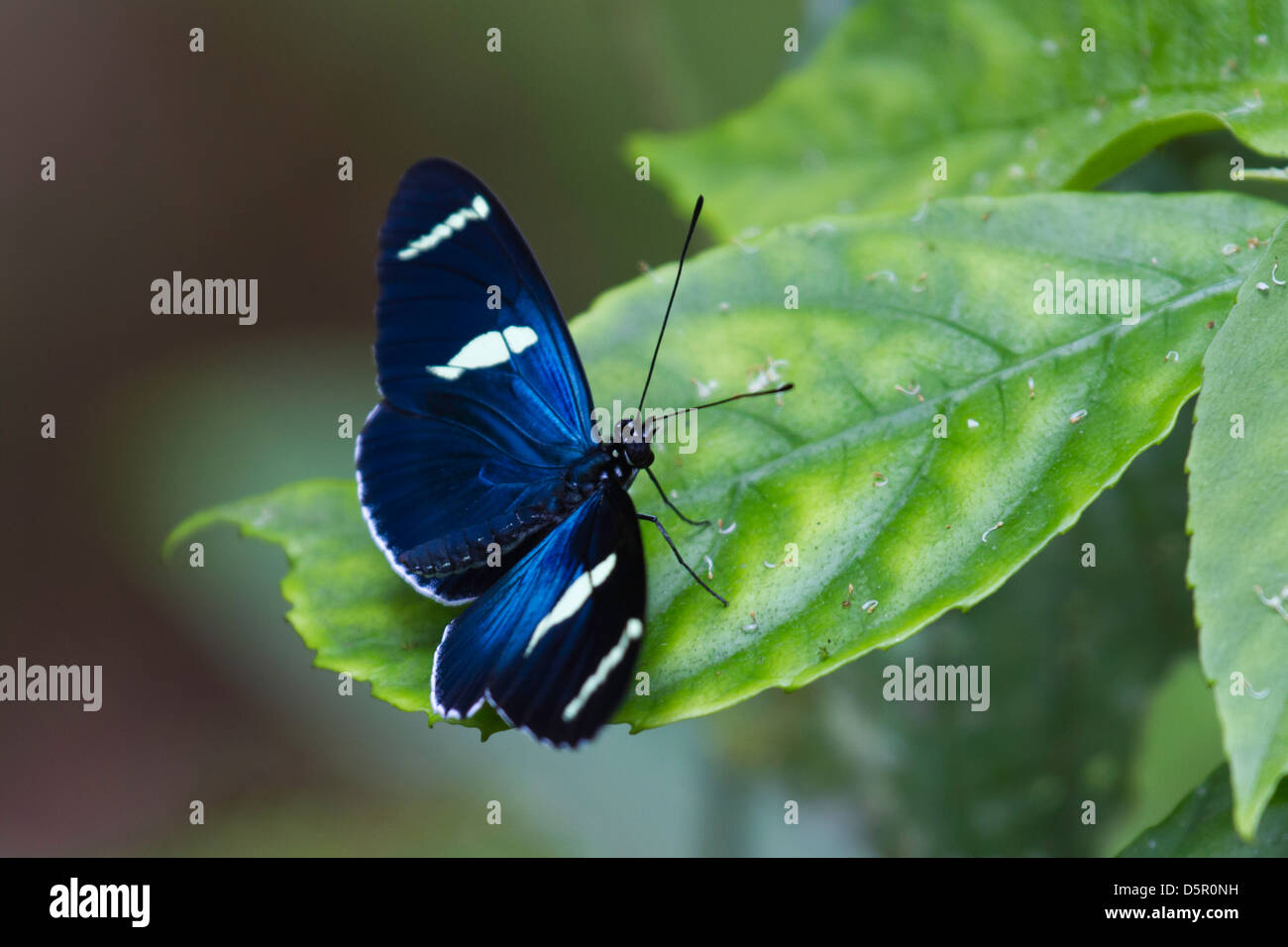 Blue Nymphalid Butterfly in South American rainforest Stock Photo - Alamy