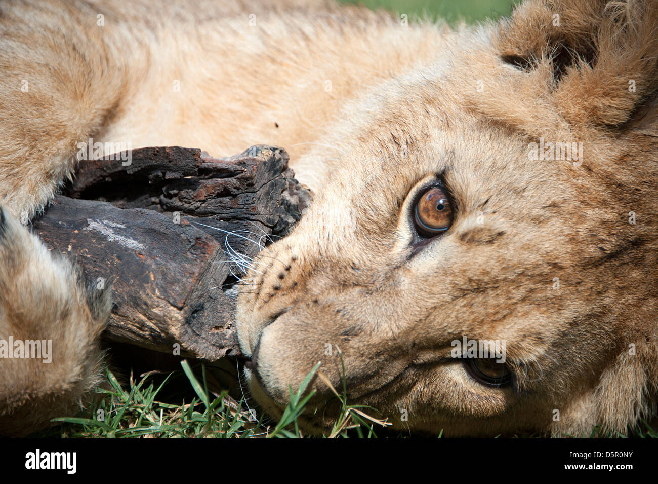Head shot of lion cub lying on ground chewing piece of log. Antelope ...