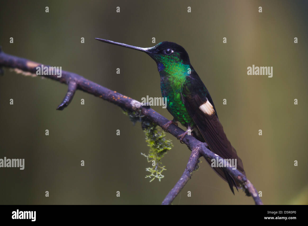 Coeligena lutetiae hi-res stock photography and images - Alamy