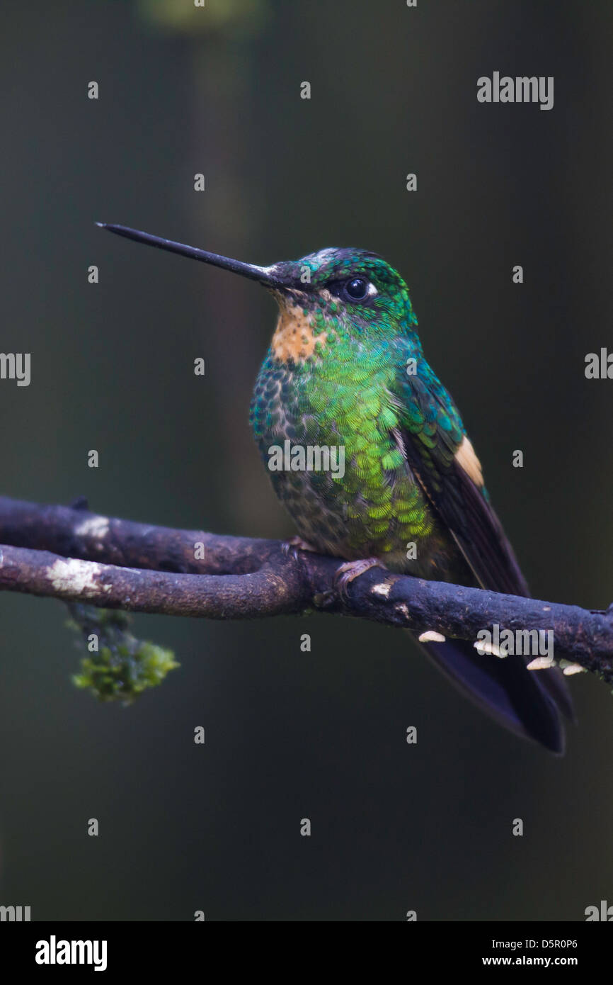 Coeligena lutetiae hi-res stock photography and images - Alamy