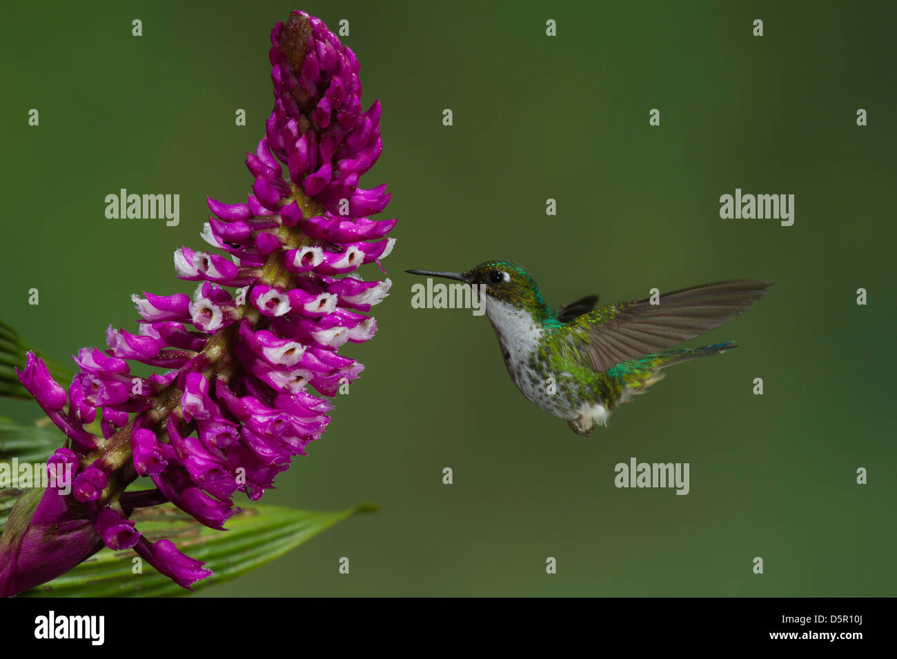 South american hummingbird hi-res stock photography and images - Alamy