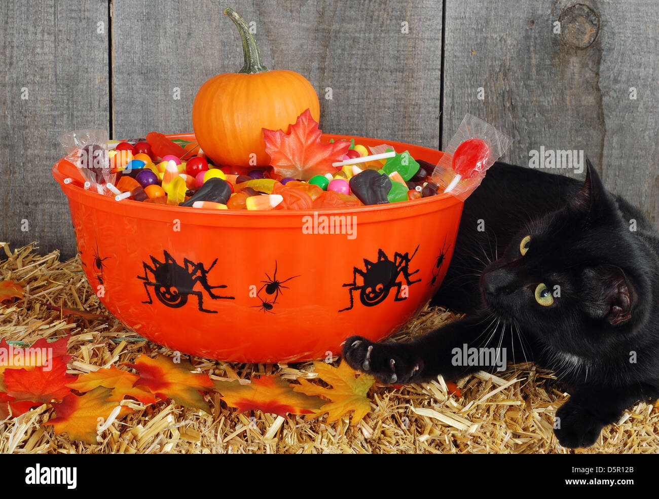black cat protecting halloween candy Stock Photo - Alamy