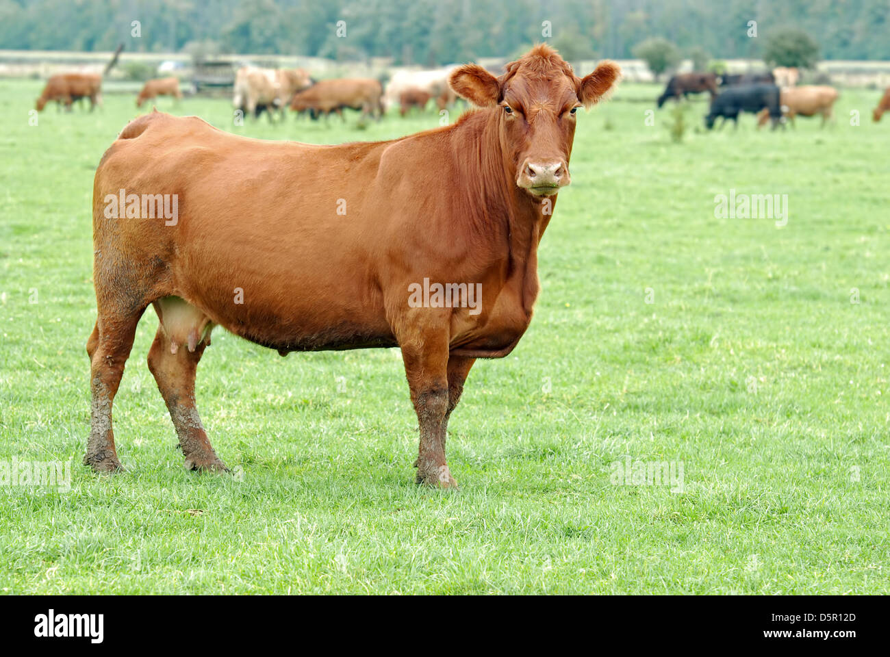 Female brown cow Stock Photo - Alamy