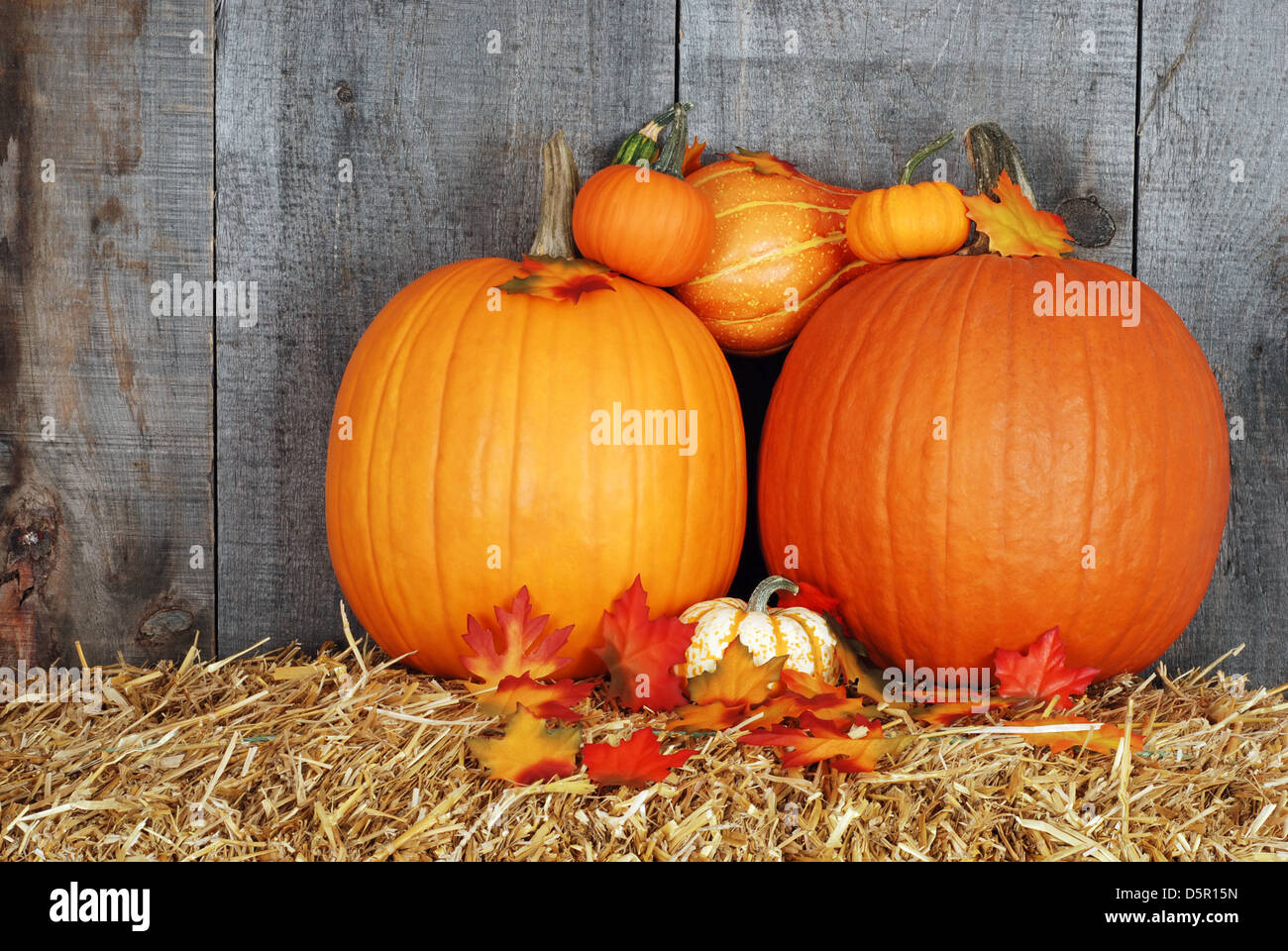 pumpkins with fall leaves Stock Photo - Alamy
