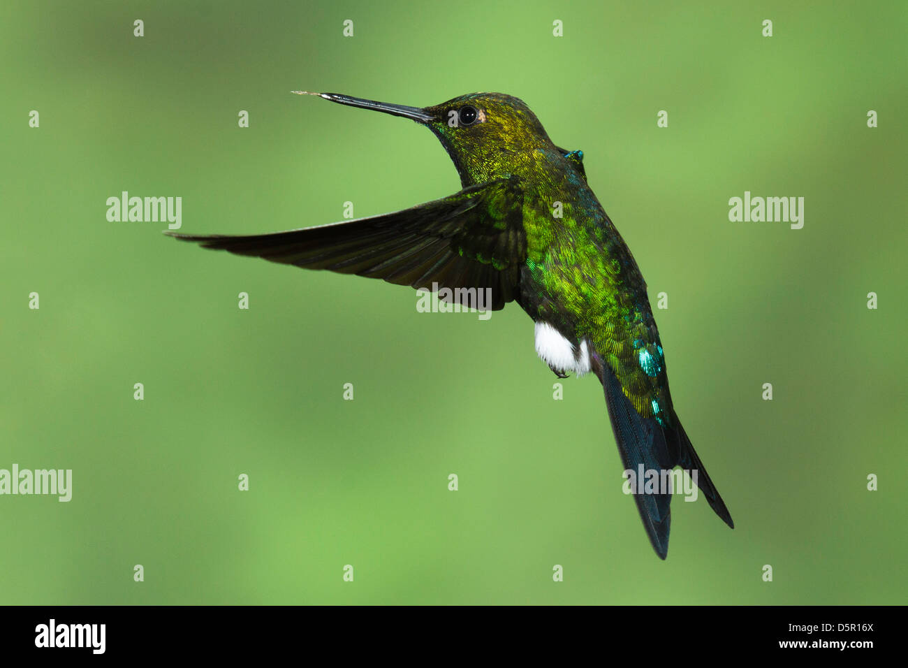 Glowing Puffleg Hummingbird High Resolution Stock Photography and ...