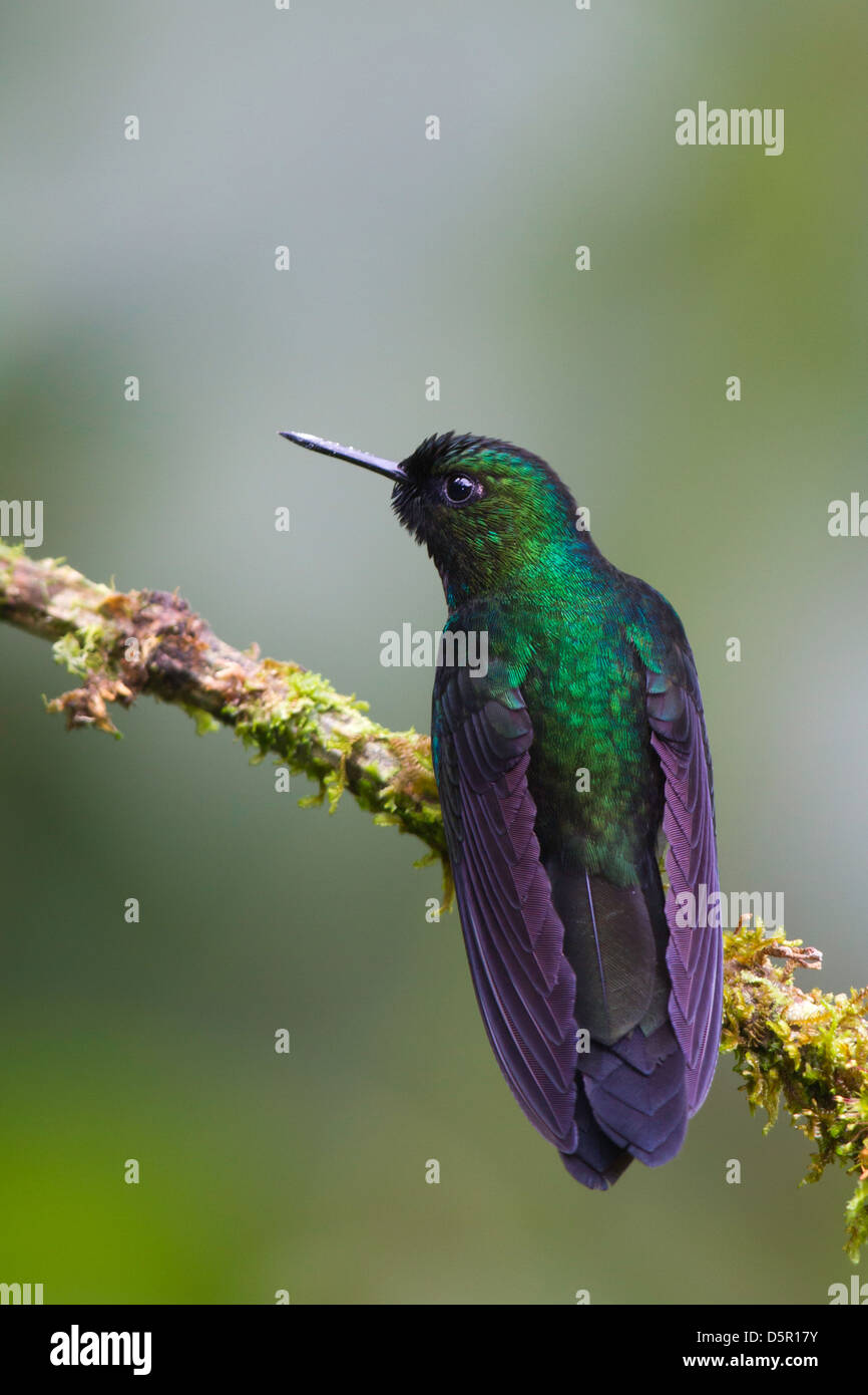 Glowing puffleg hummingbird hi-res stock photography and images - Alamy