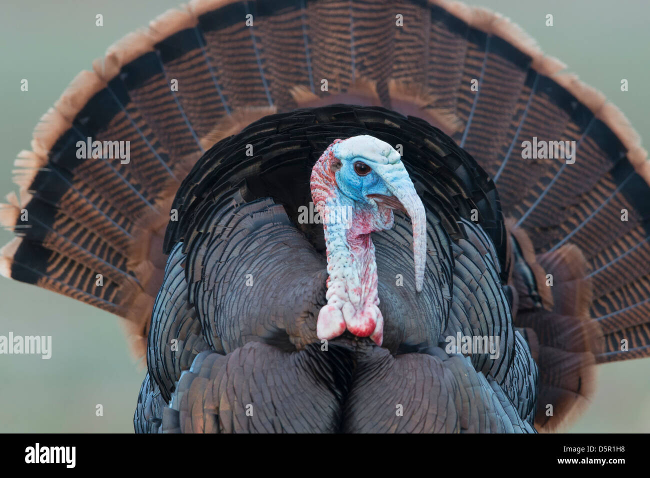 Adult tom breeding mating spring hi-res stock photography and images ...