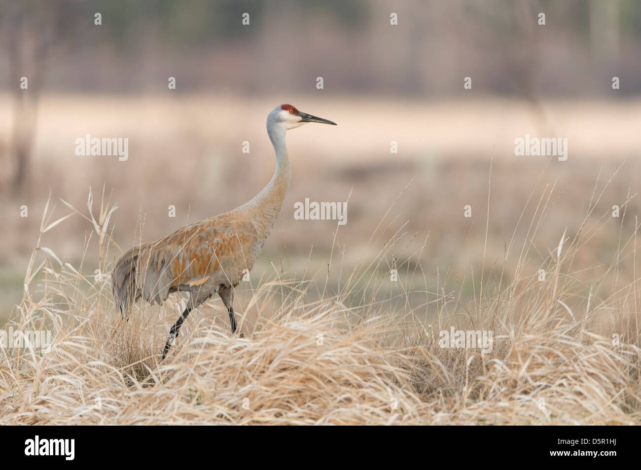 Sandhill crane walking hi-res stock photography and images - Alamy