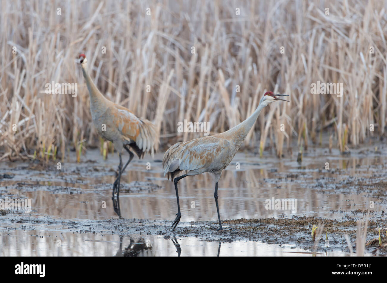 A mating pair of Sandhill Cranes (Grus Canadensis) call out to other ...