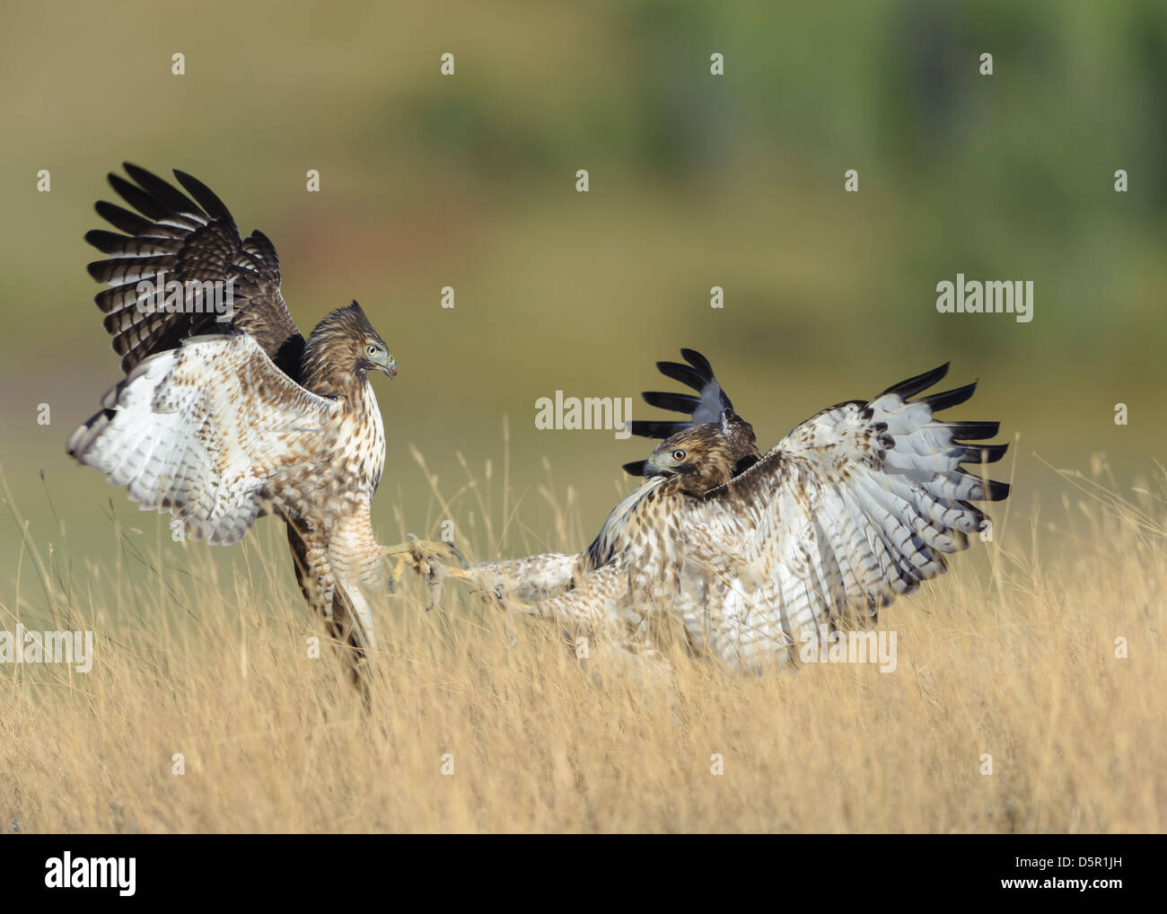 Two juvenile Red-tailed Hawks (Buteo jamaicensis) fight on a hillside ...