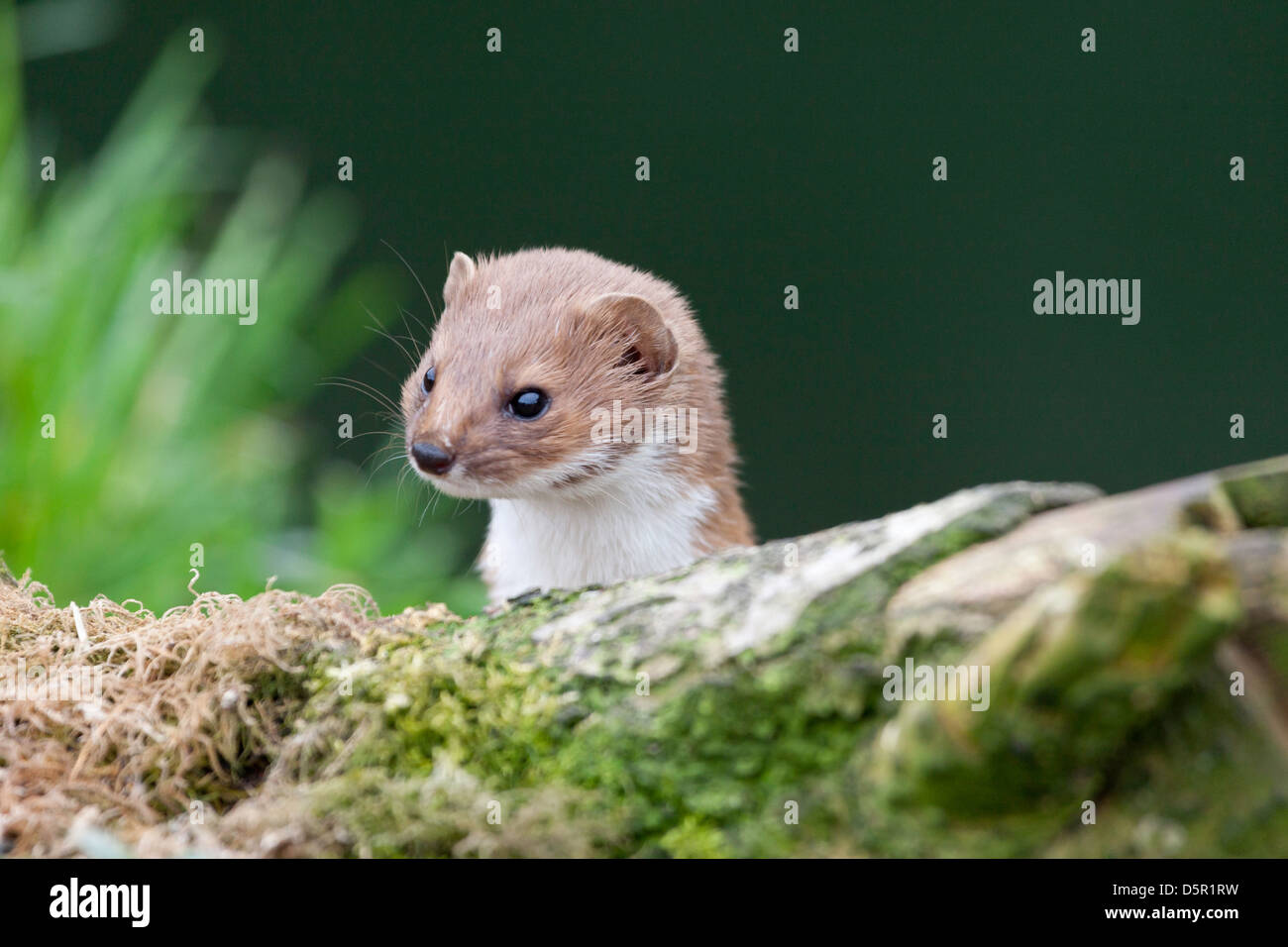 Stoat next to a log Stock Photo - Alamy