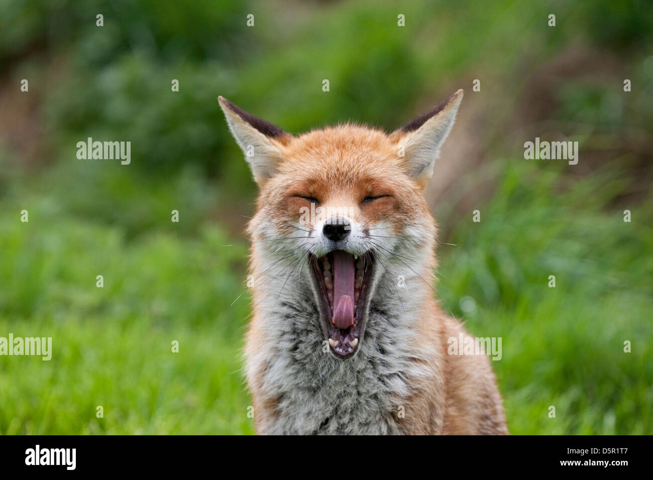 Red Fox yawning Stock Photo - Alamy