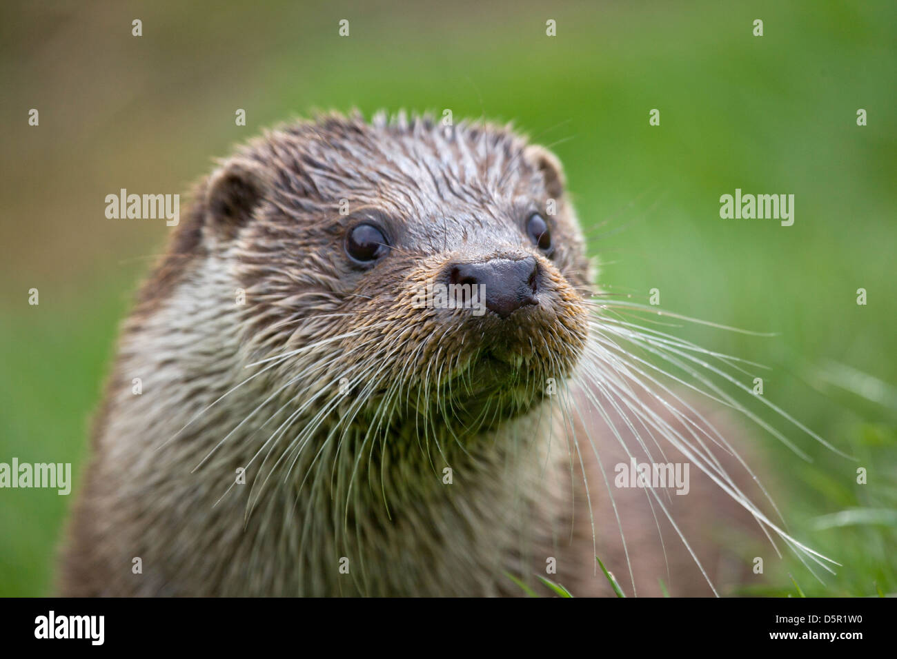 Head shot of an otter Stock Photo - Alamy
