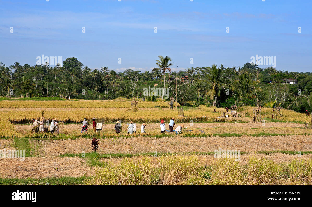 Traditional winnowing hi-res stock photography and images - Alamy