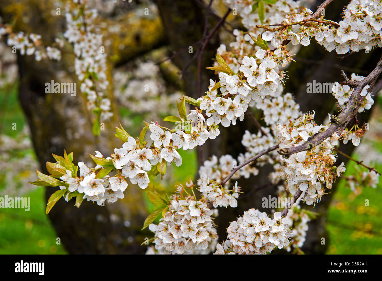 Cherry blossoms season sign hi-res stock photography and images - Alamy