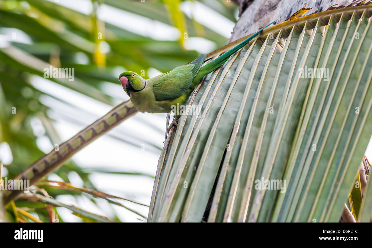 Rose Ringed Parakeet Male High Resolution Stock Photography and Images ...