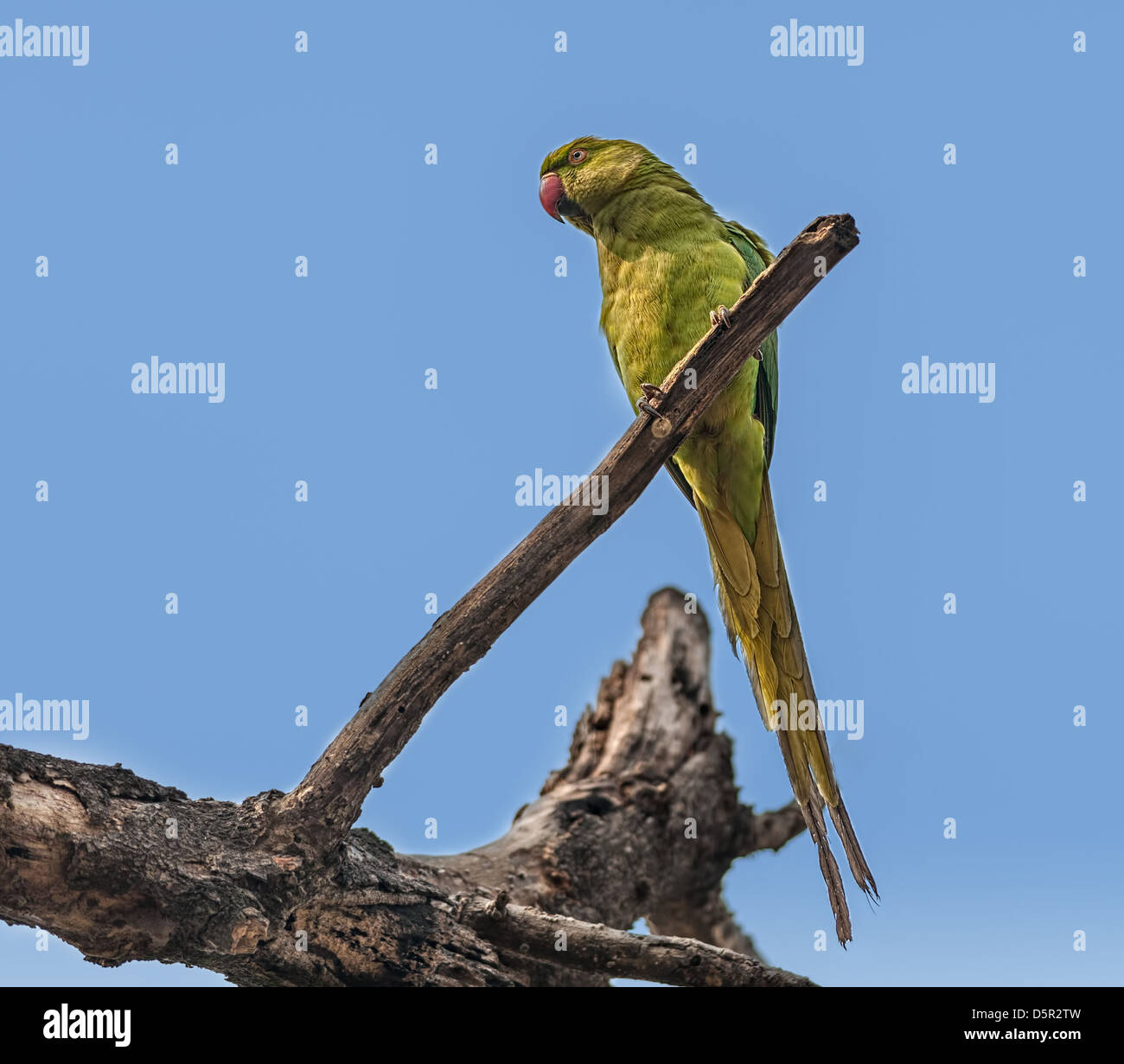 Female parakeet hi-res stock photography and images - Alamy